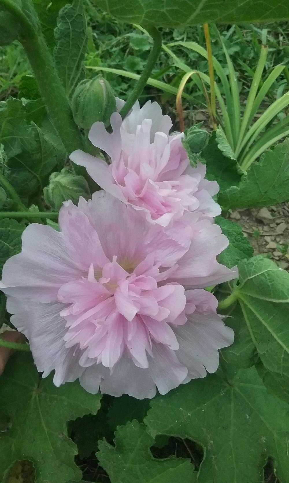 Hollyhock (Alcea rosea Spring Celebrities™ Lilac) - Garden.org