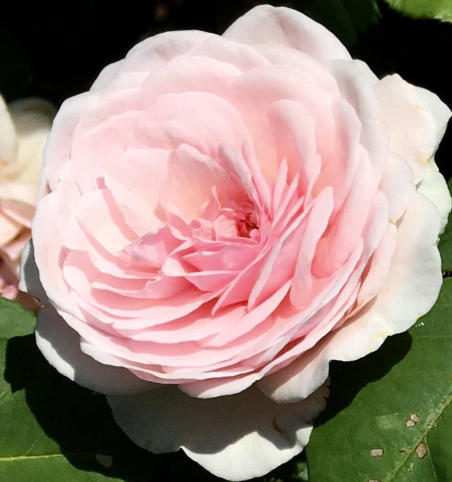 Photo of the bloom of Rose (Rosa 'Olivia Rose Austin') posted by csandt ...