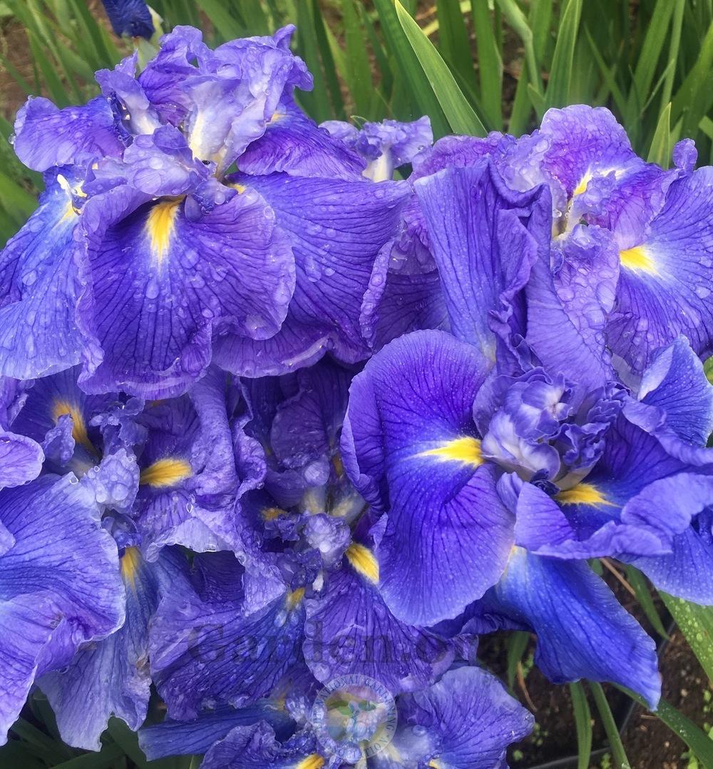 Japanese Iris (Iris ensata 'Bountiful Blessings') in the Irises ...