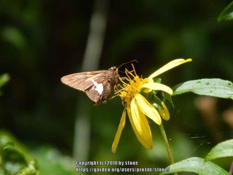 Lack of Butterflies in the Ask a Question forum - Garden.org