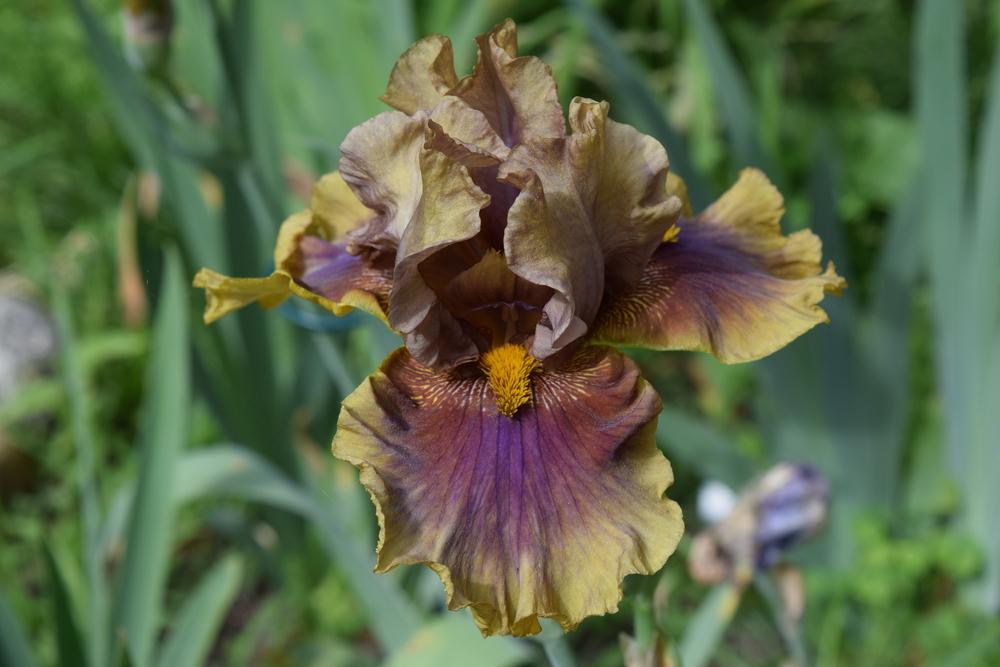 Tall Bearded Iris (Iris 'Shadowed Moon') in the Irises Database ...