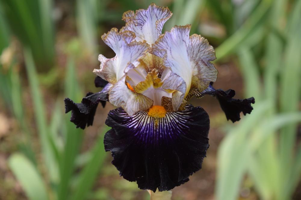 Photo of the bloom of Tall Bearded Iris (Iris 'Let's Play Dress Up ...