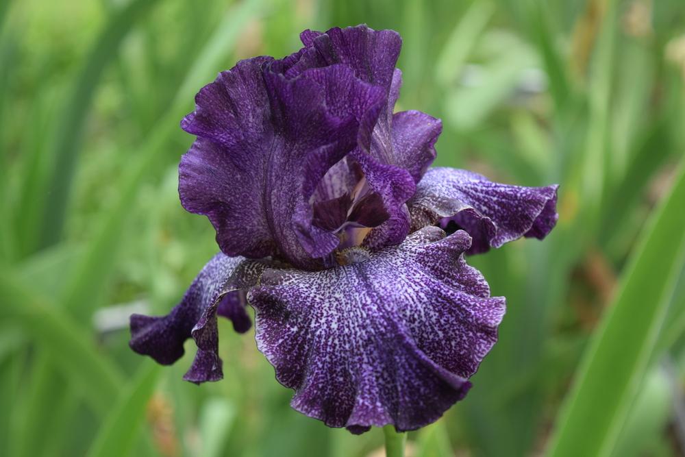 Photo of the bloom of Tall Bearded Iris (Iris 'Dark Storm') posted by ...
