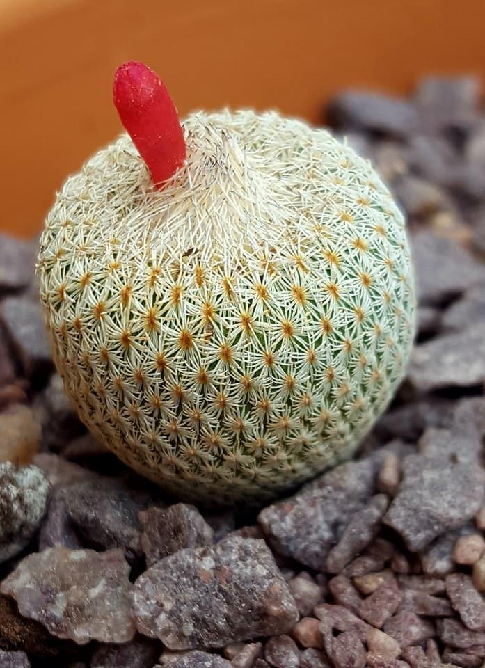 Photo of the entire plant of Button Cactus (Epithelantha micromeris ...