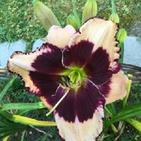 Photo of the bloom of Daylily (Hemerocallis 'Jane Trimmer') posted by ...