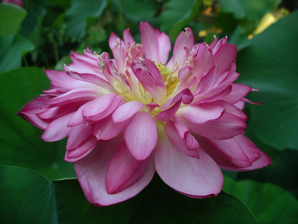 Photo of the bloom of Sacred Lotus (Nelumbo 'Momo Botan') posted by ...