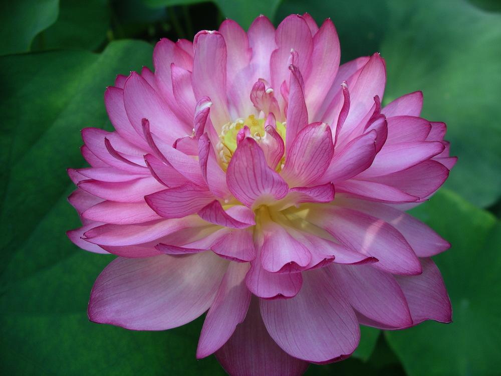 Photo of the bloom of Sacred Lotus (Nelumbo 'Momo Botan') posted by ...