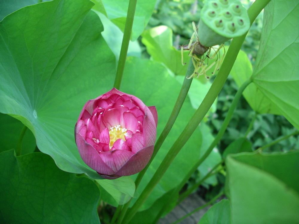 Photo of the bloom of Sacred Lotus (Nelumbo 'Momo Botan') posted by ...