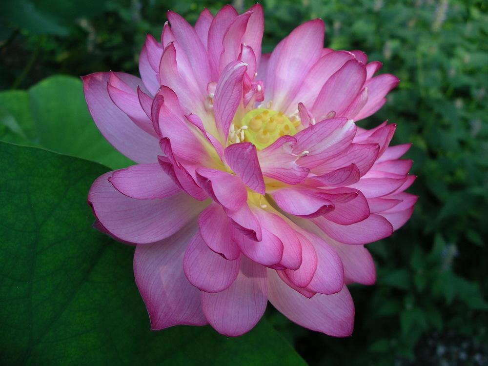 Photo of the bloom of Sacred Lotus (Nelumbo 'Momo Botan') posted by ...