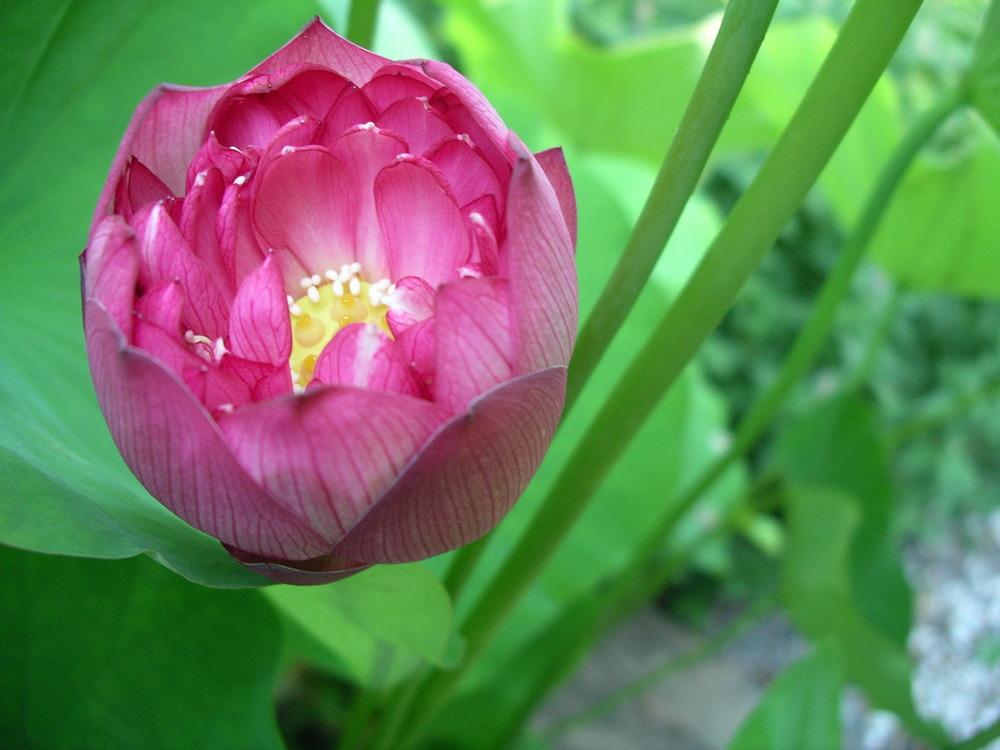 Photo of the bloom of Sacred Lotus (Nelumbo 'Momo Botan') posted by ...