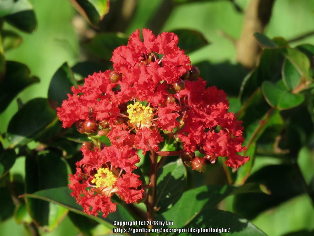 Photo of the bloom of Crepe Myrtle (Lagerstroemia indica 'Miss Frances') posted by plantladylin ...