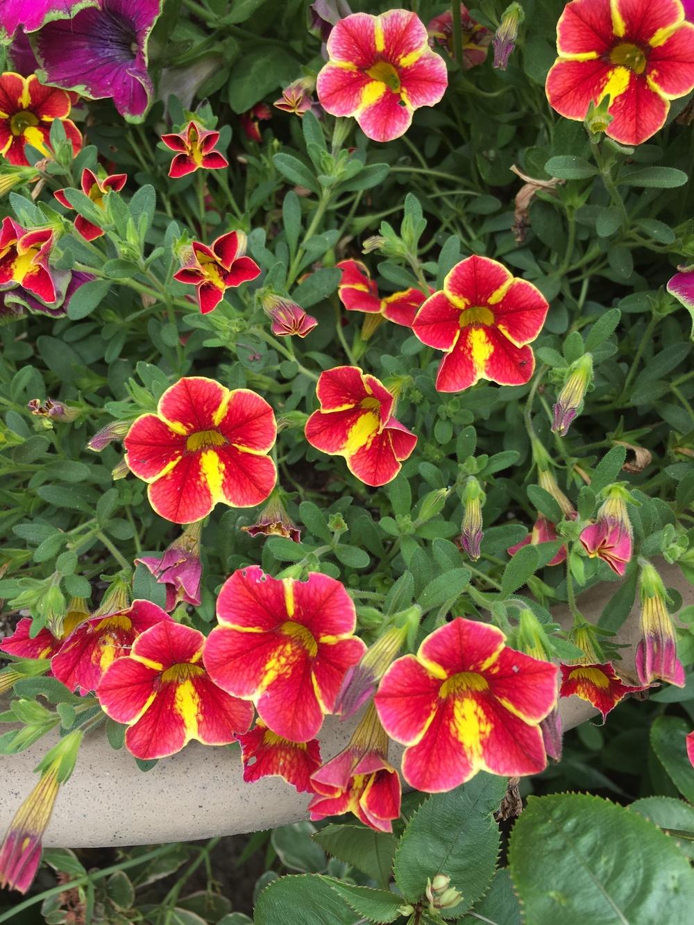 Calibrachoas: Plant Care and Collection of Varieties - Garden.org