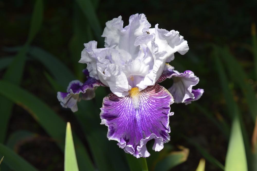 Photo of the bloom of Tall Bearded Iris (Iris 'Laughing Clown') posted ...
