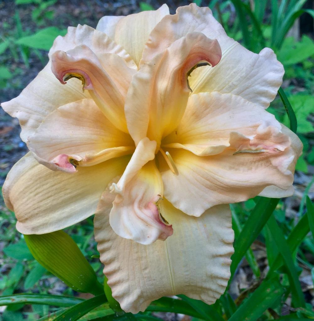 Photo of the bloom of Daylily (Hemerocallis 'Angelic Grin') posted by ...