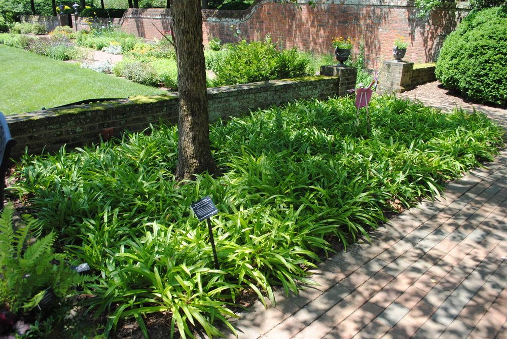 Photo of the entire plant of Seersucker Sedge (Carex plantaginea ...