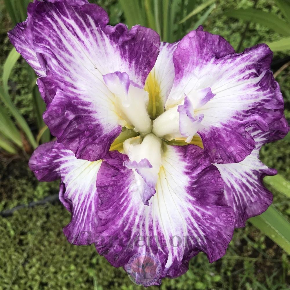 Japanese Iris (Iris ensata 'Rich Randall') in the Irises Database ...