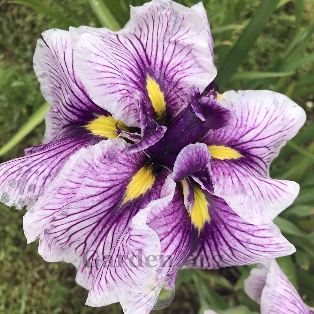 Japanese Iris (Iris ensata 'Rivulets of Wine') in the Irises Database ...