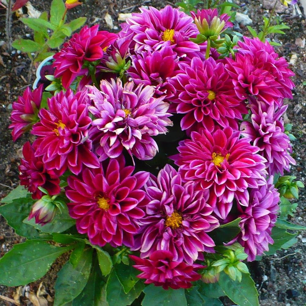 Dahlia (Dahlia pinnata Dahlietta® Patty) in the Dahlias Database ...