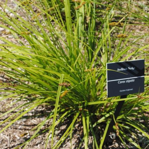 Swamp Sedge (Carex stipata) in the Sedges Database - Garden.org