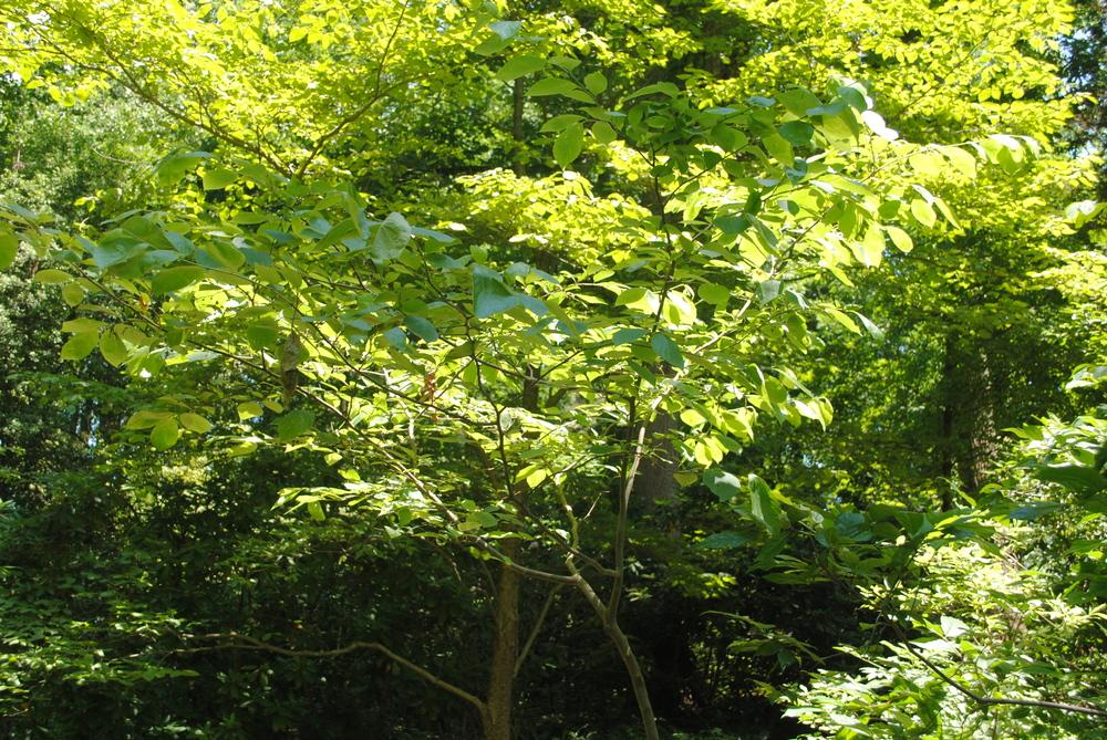 Bigleaf snowbell (Styrax grandifolius) - Garden.org