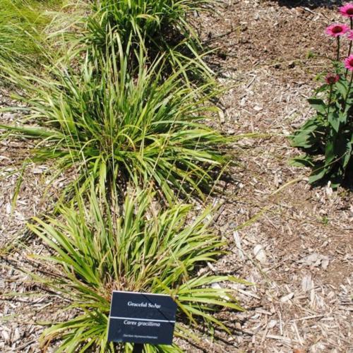 Graceful sedge (Carex gracillima) in the Sedges Database - Garden.org