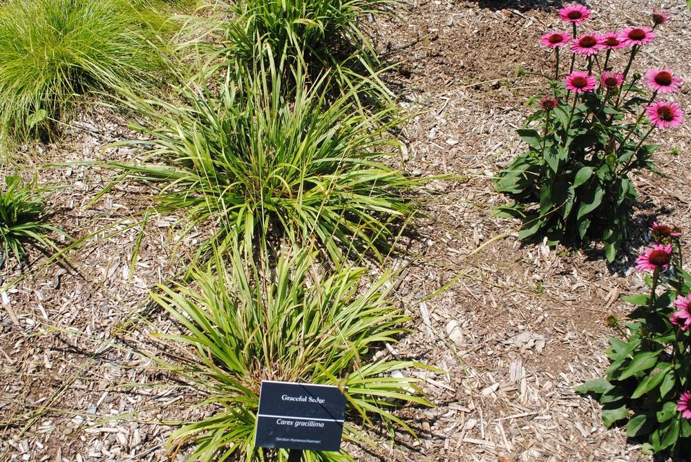 Graceful sedge (Carex gracillima) in the Sedges Database - Garden.org