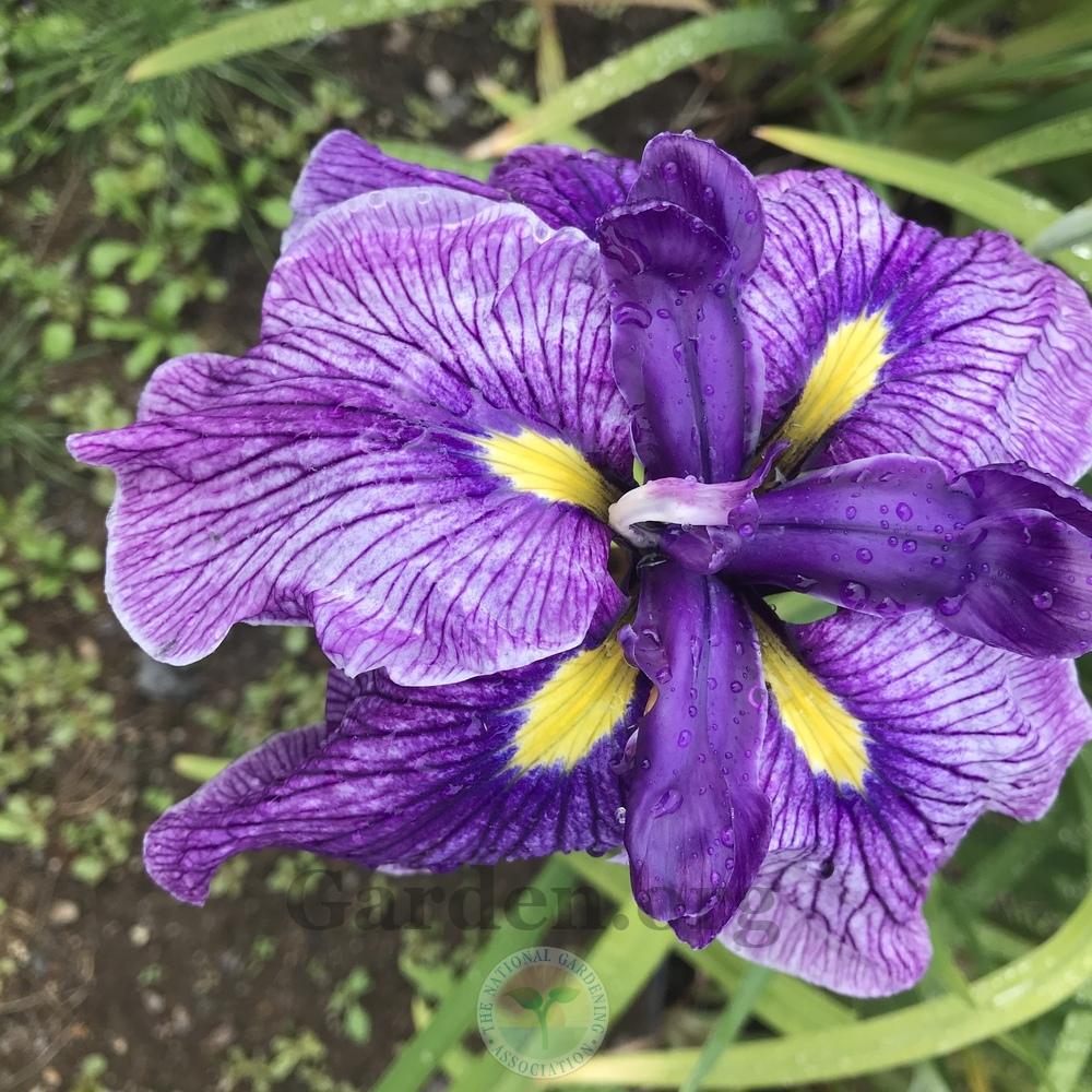 Japanese Iris (Iris ensata 'Dramatic Moment') in the Irises Database ...