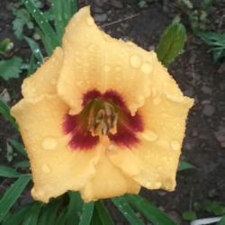 Daylily (Hemerocallis 'Siloam June Bug') in the Daylilies Database ...