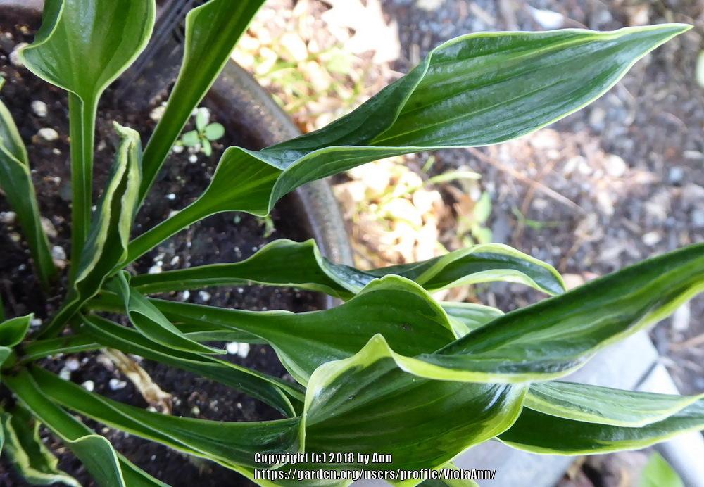 Photo of the leaves of Hosta 'Hands Up' posted by ViolaAnn - Garden.org