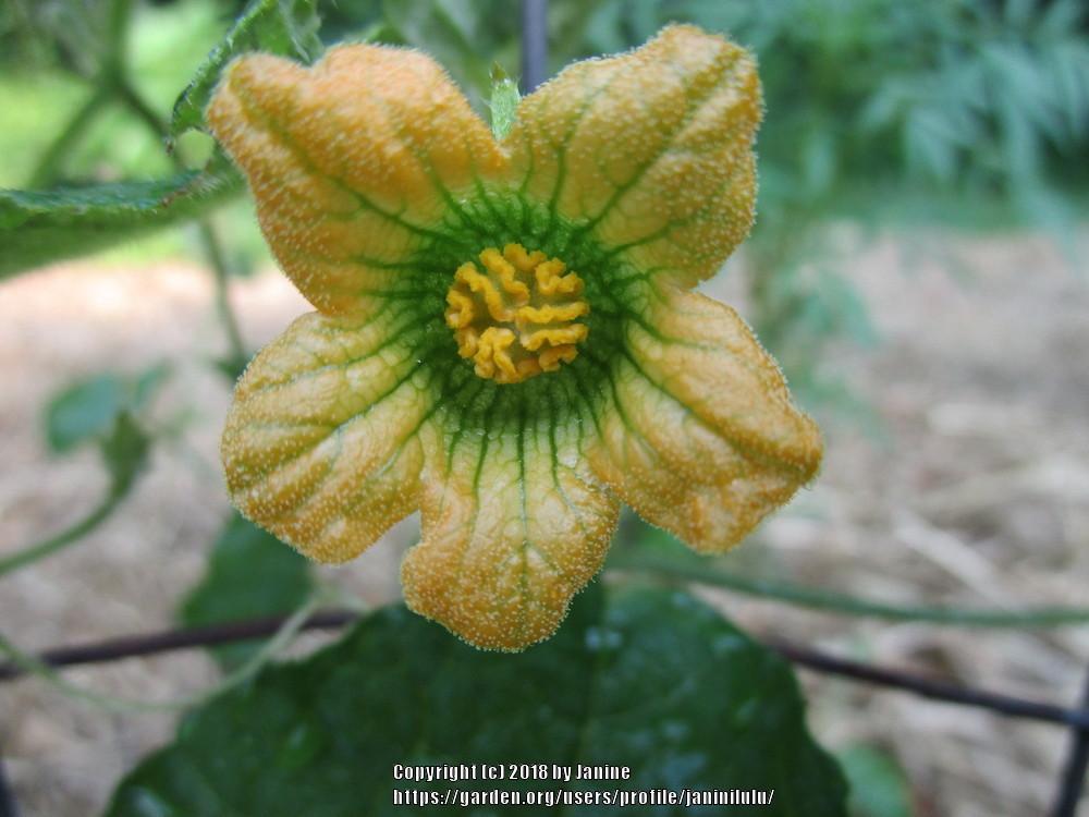 Coccinia megarrhiza - Garden.org
