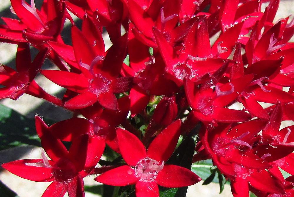 Egyptian Star Cluster (Pentas lanceolata Lucky Star® Dark Red) - Garden.org