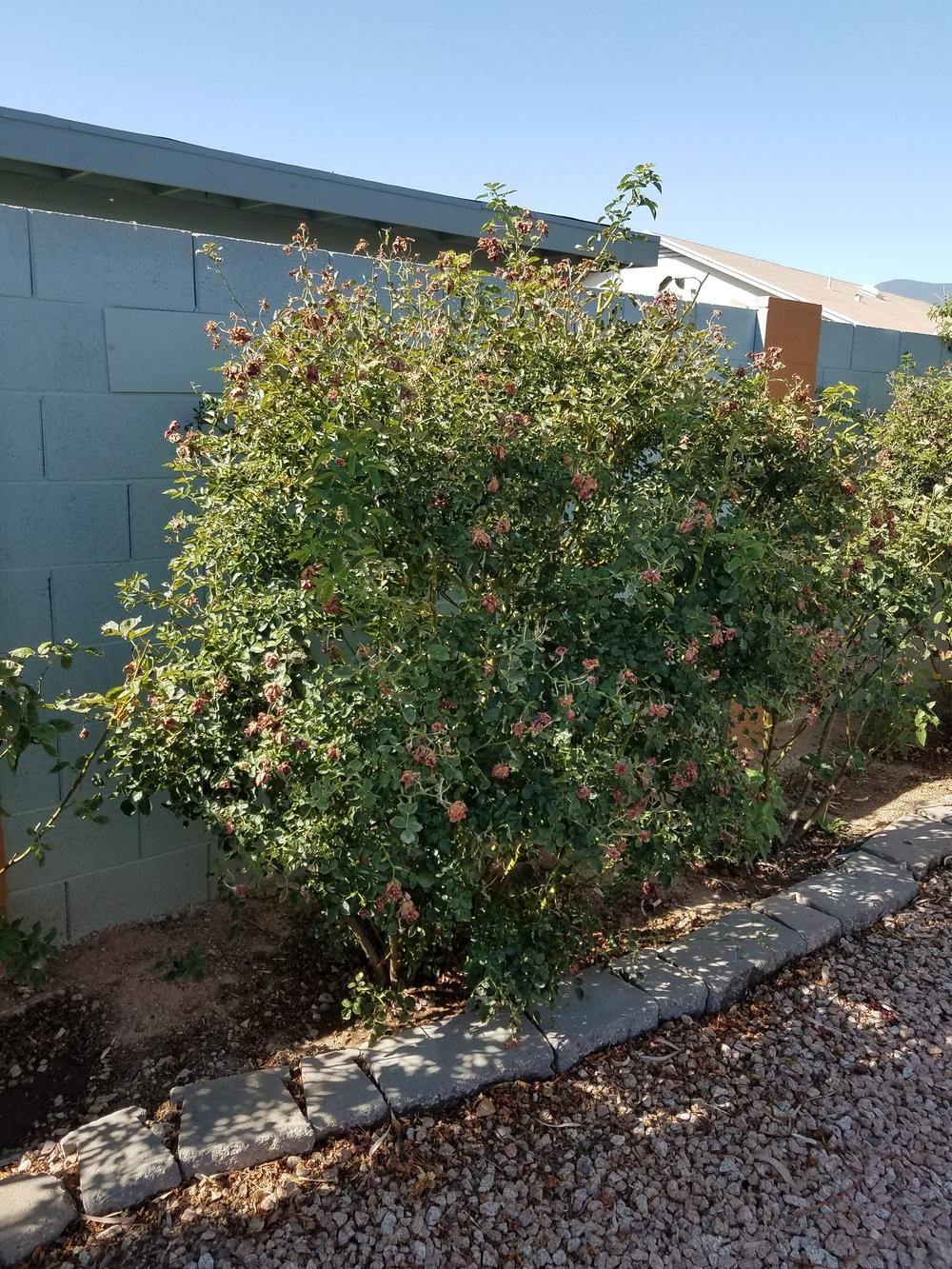 Grafted Rose bushes and Eucalyptus tree in the Roses forum - Garden.org