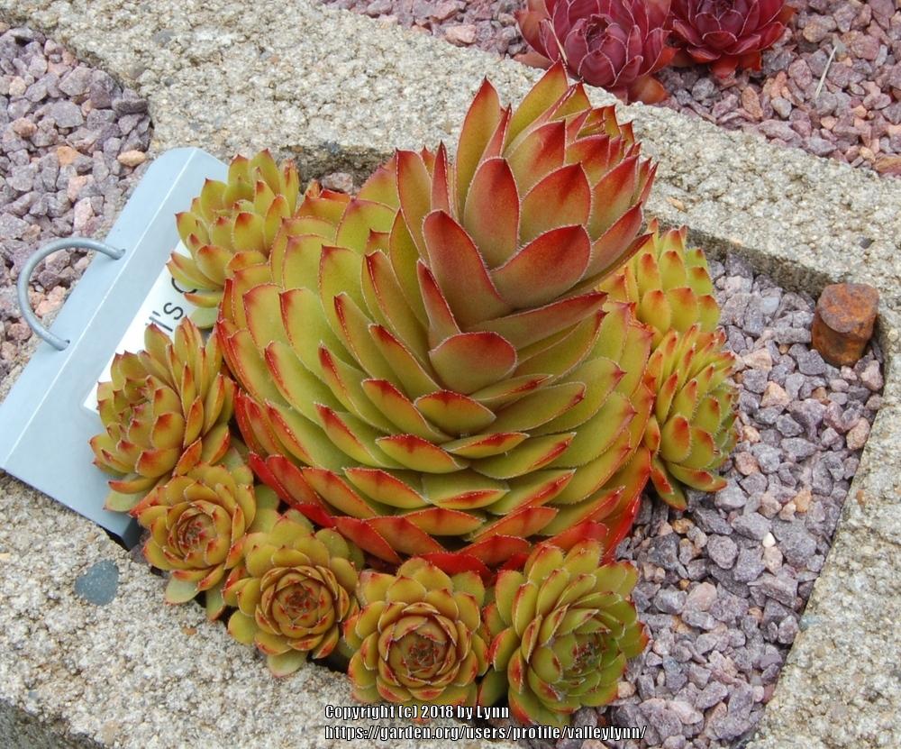 Sempervivum: Plant Care and Collection of Varieties - Garden.org