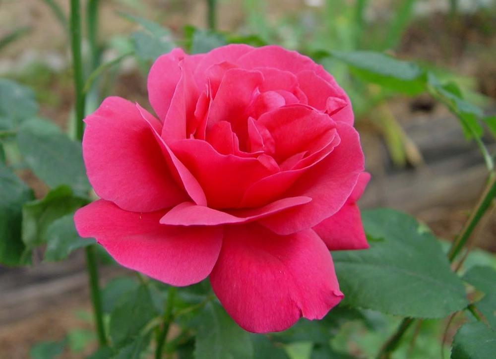 Rose (Rosa 'Poinsettia') in the Roses Database - Garden.org