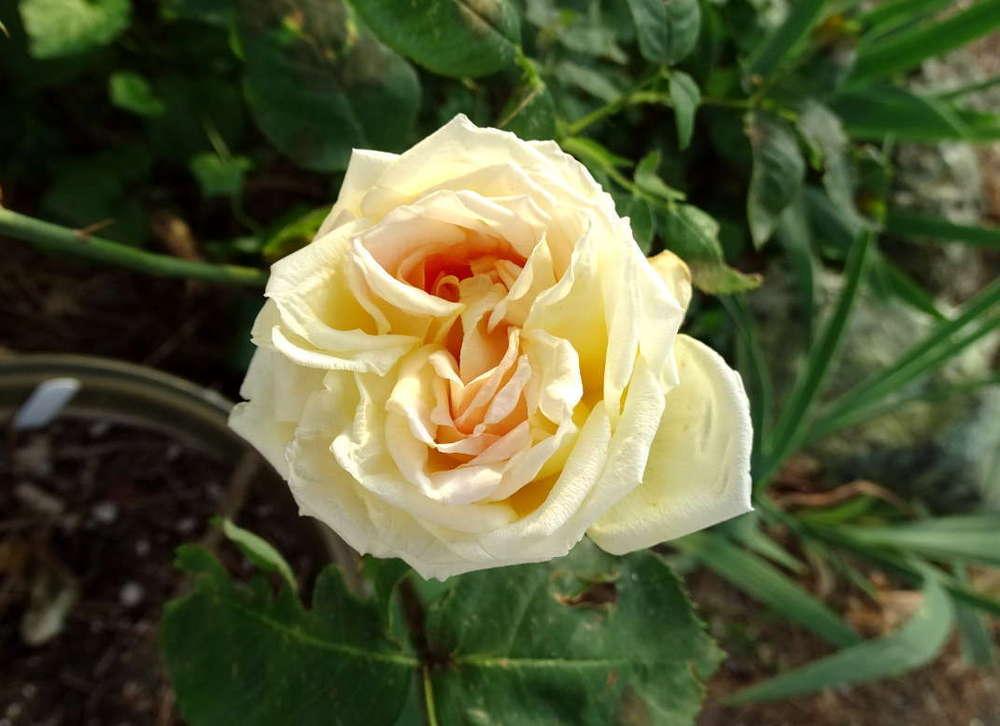 Rose (Rosa 'Amelia Earhart') in the Roses Database - Garden.org