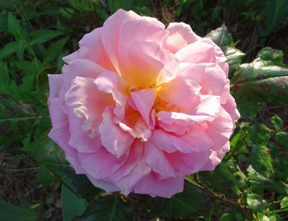 Photo of the bloom of Rose (Rosa 'Shot Silk') posted by Beth_NorCal ...