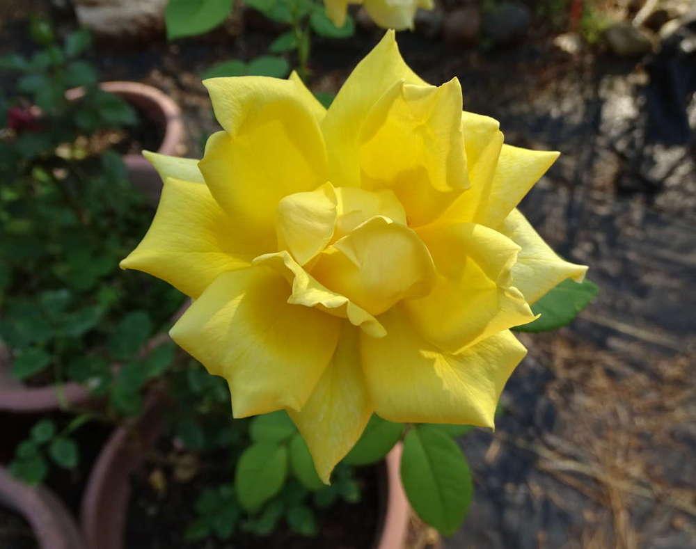 Photo of the bloom of Rose (Rosa 'Sunburst') posted by Beth_NorCal ...