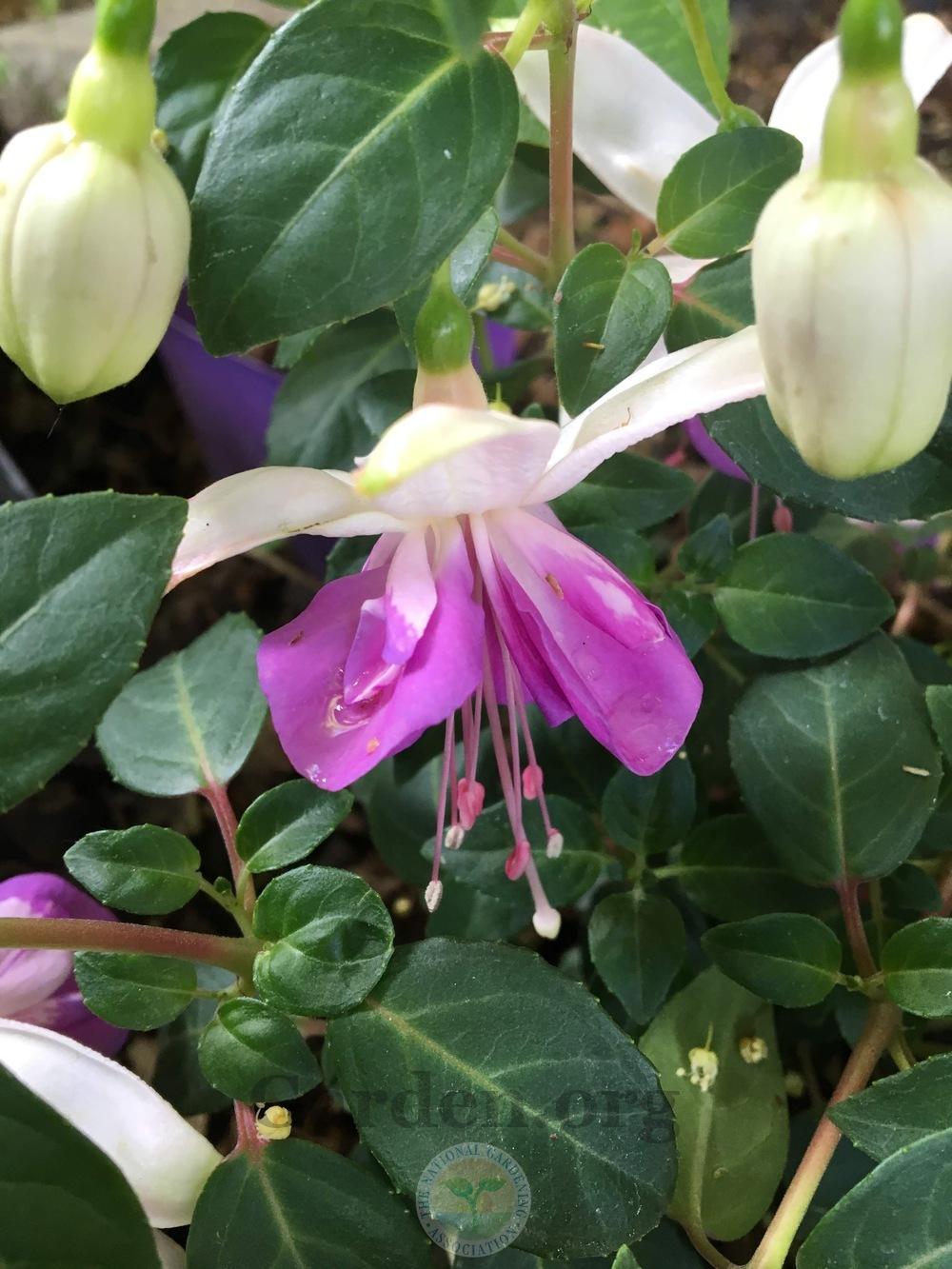 Fuchsia 'Rio Grande' in the Fuchsias Database - Garden.org
