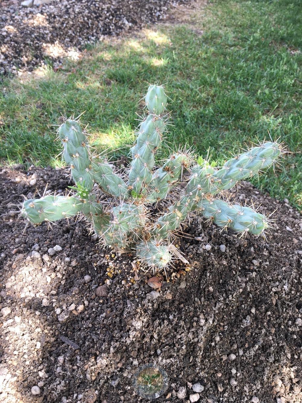 Tree Cholla (Cylindropuntia imbricata 'White Tower') in the Chollas ...