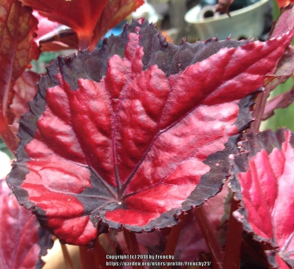 Photo of the leaves of Begonia 'Harmony's Red Robin II' posted by ...