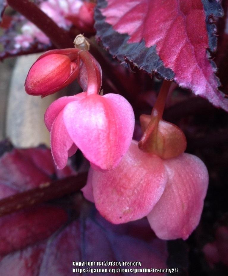 Begonia 'Harmony's Red Robin II' in the Begonias Database - Garden.org