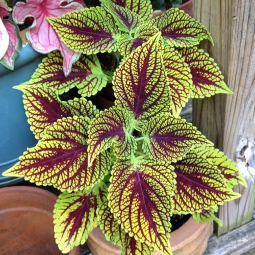 Coleus (Coleus scutellarioides Coleosaurus) in the Coleus Database ...