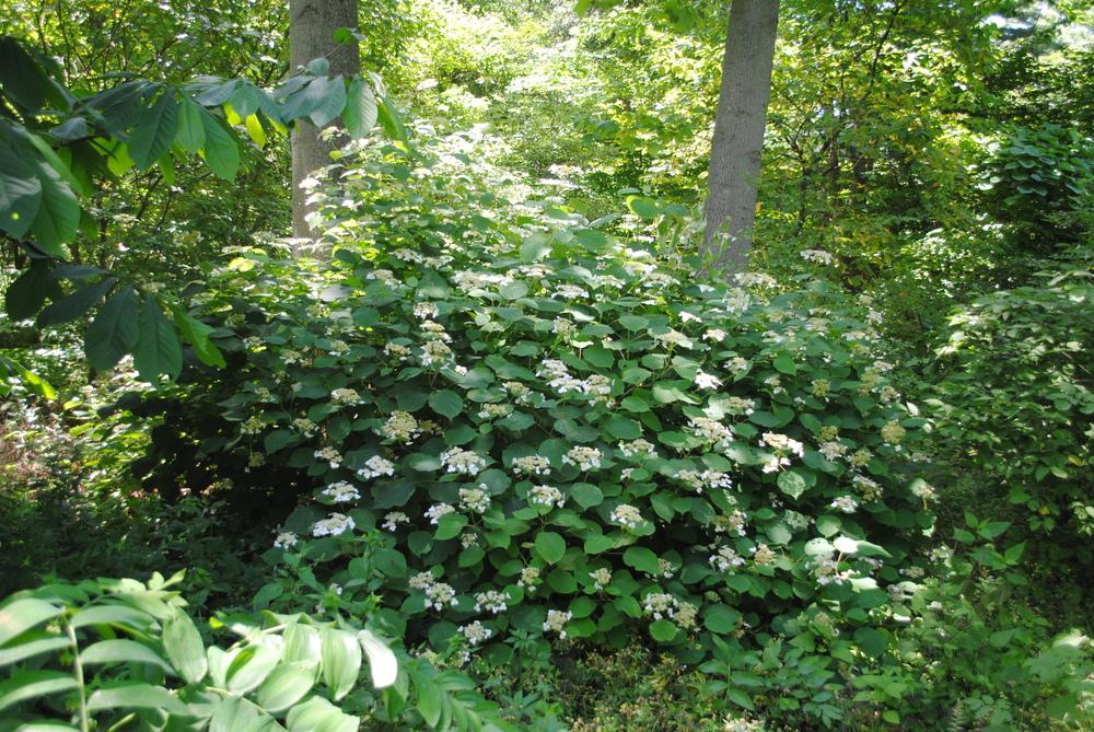 Smooth Hydrangea (Hydrangea arborescens) in the Hydrangeas Database ...