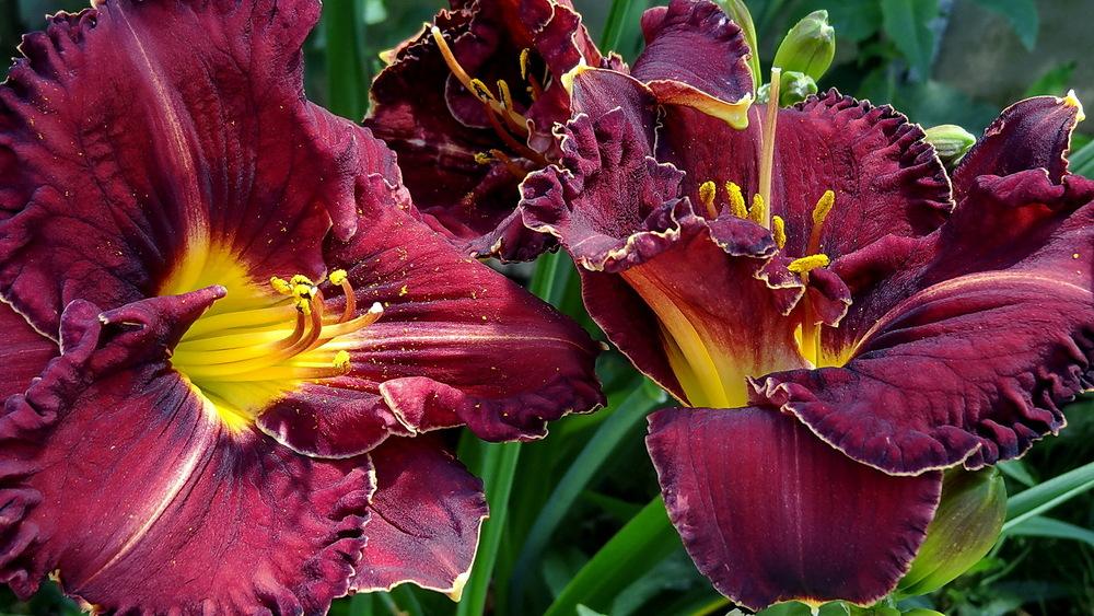 Daylily (Hemerocallis 'Purplelicious') in the Daylilies Database ...