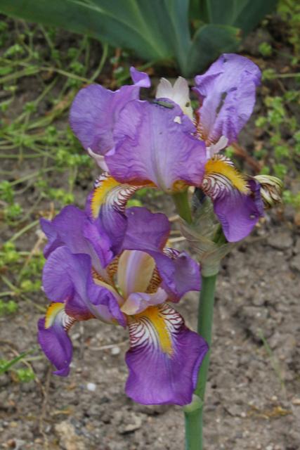 Tall Bearded Iris (Iris 'Queen of May') in the Irises Database - Garden.org