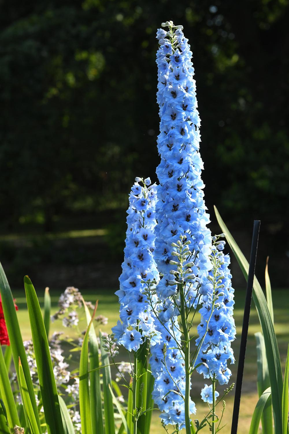 Delphiniums: Plant Care and Collection of Varieties - Garden.org