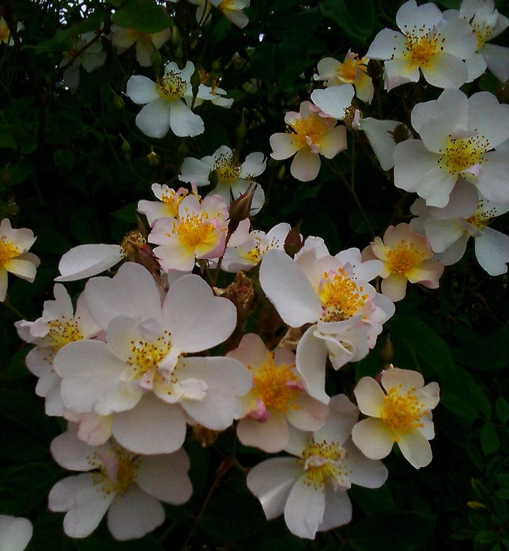 Rose (Rosa 'Francis E. Lester') in the Roses Database - Garden.org
