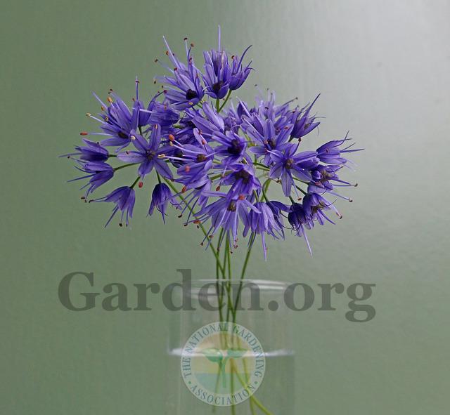 Dark Blue Garlic (Allium cyaneum) - Garden.org