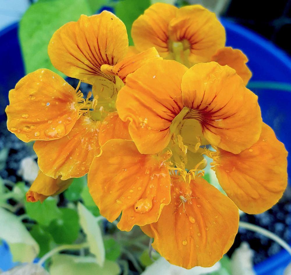 Garden Nasturtiums: Plant Care and Collection of Varieties - Garden.org