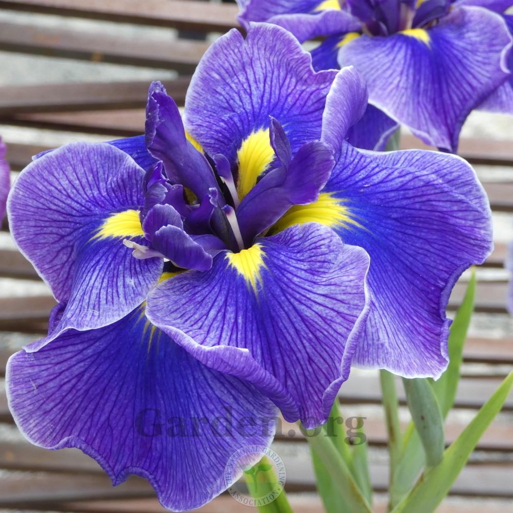 Japanese Iris (Iris ensata 'Knight in Armor') in the Irises Database ...